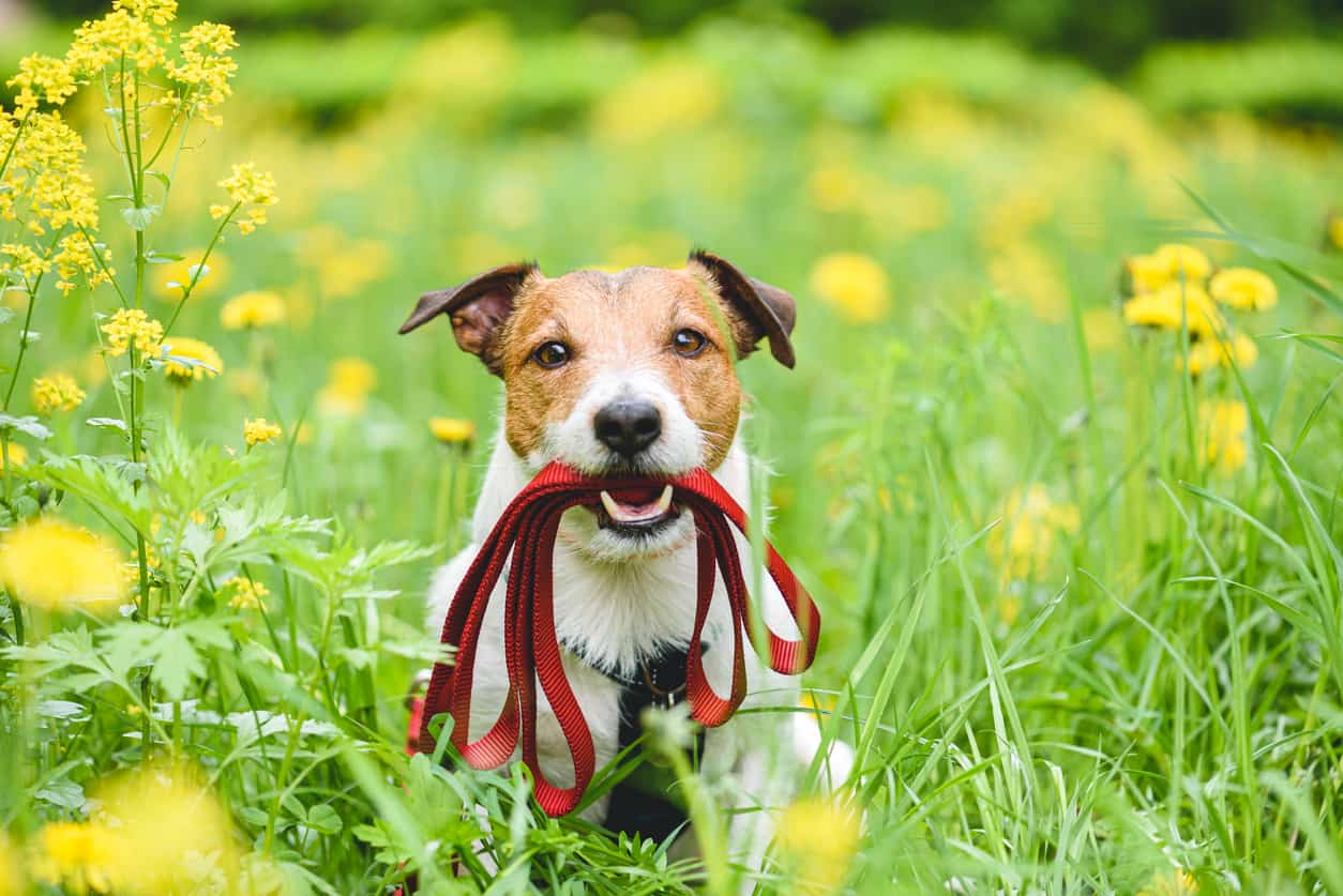 Master Loose Lead Training And Stop Your Dog Pulling On The Lead