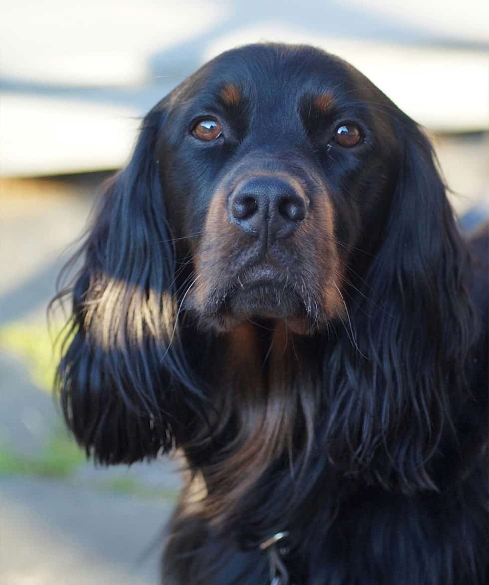 Beginner gundog (6mths+) - Bracken Dog Training